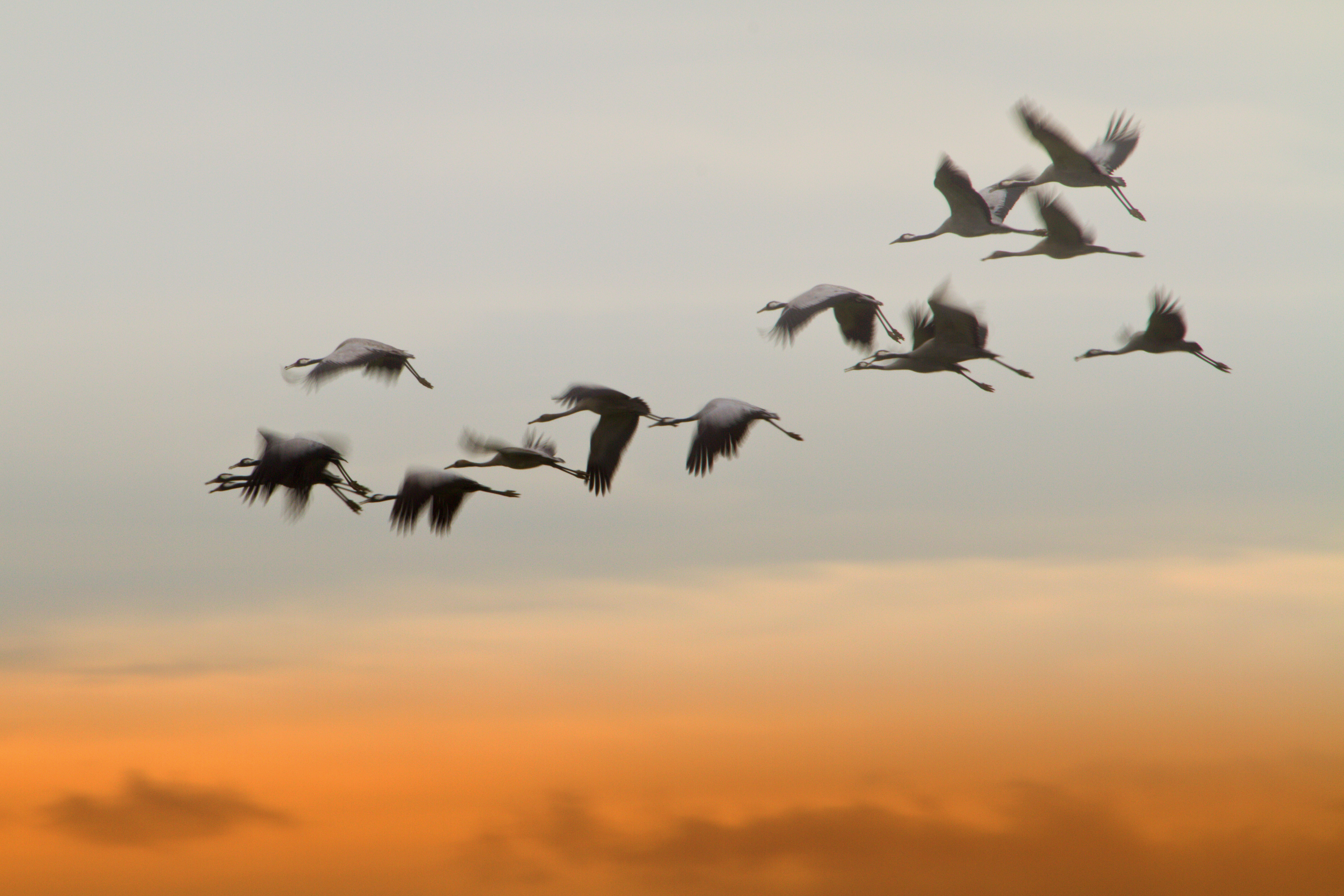 Uccelli migratori e flyways | Lipu ODV